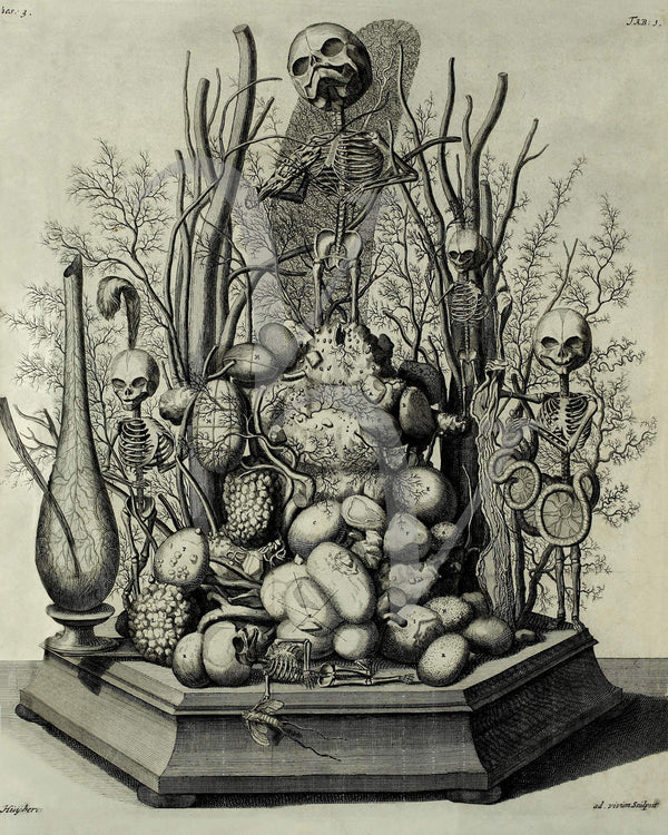 Anatomical Botanical Curio Display. Frederik Ruysch - Opium of the Poets