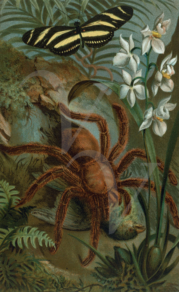 Spider and Butterfly. Natural History Fine Art Print - Opium of the Poets